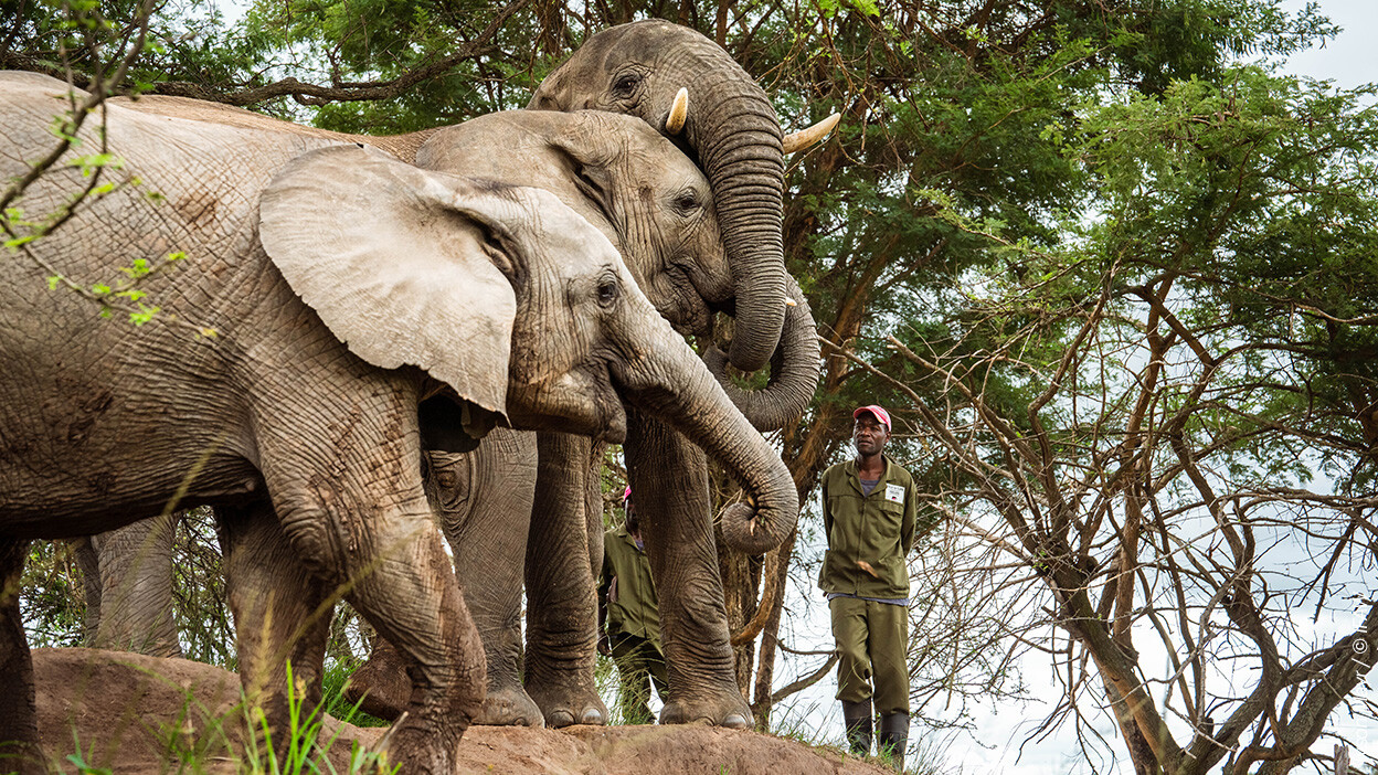 Opération dons doublés : aidez-nous à sauver des éléphants.