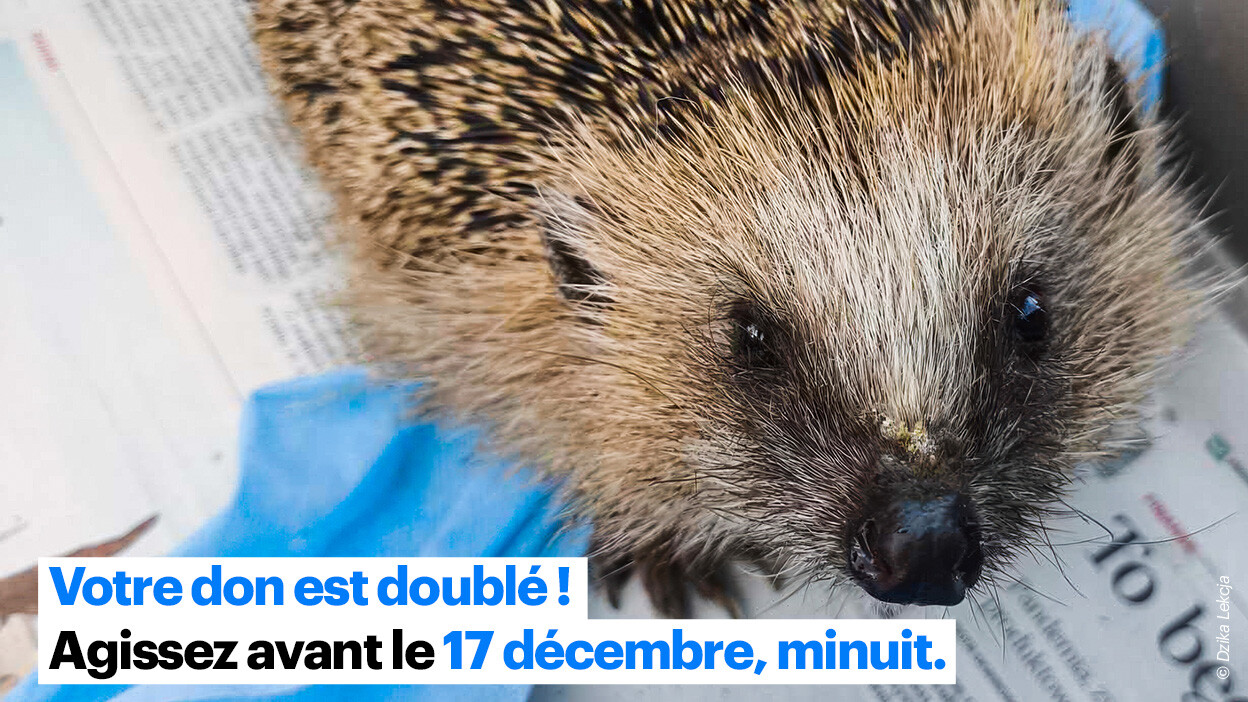 Votre don est doublé ! Agissez avant le 17 décembre, minuit.